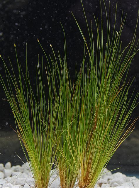 Dwarf Hair Grass Aquatic Plant Natural Environment Aquatix