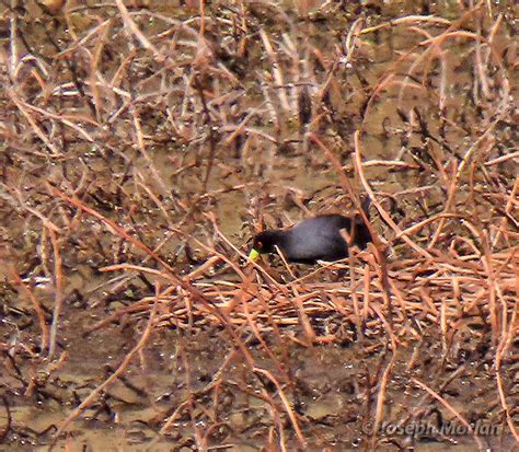 Black Crake Birdforum