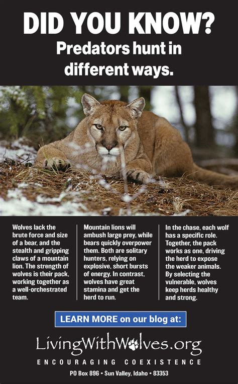 Wolves Hunting Timber Wolf Hunt