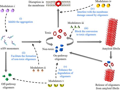 Frontiers Polymorphism In Alpha Synuclein Oligomers And Its