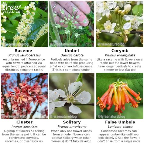 16 Different Types Of Cherry Trees And Identifying Features