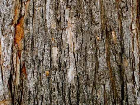 Armor On Behance Armor Tree Bark Tree