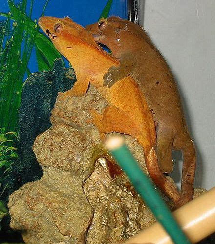 Crested Gecko Wikipedia
