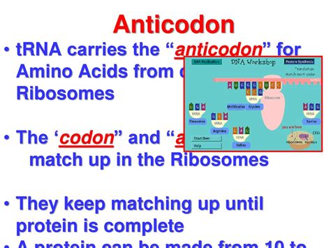 Protein Synthesis What Is It Production Of Proteins Ppt Download