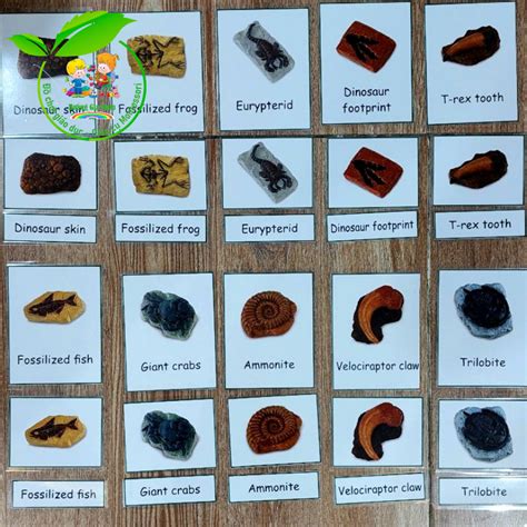 Part Flashcards Ancient Fossils Ancient Fossils Shopee Singapore
