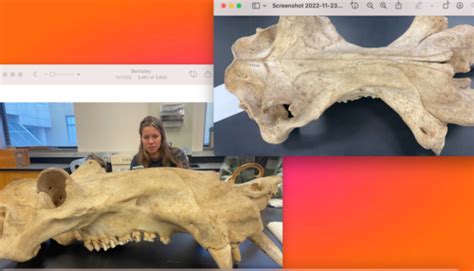 Artiodactyla And Perissodactyl Quizlet