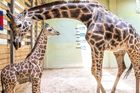 새 식구된 아기 기린 ‘마루 인사드려요”