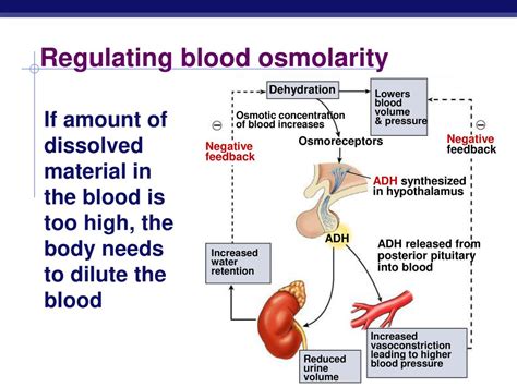 Hormones And Endocrine System Ppt Download