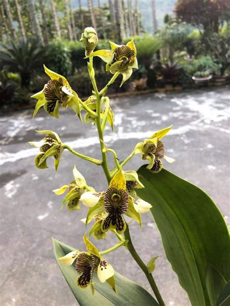 Dendrobium Macrophyllum Furniture And Home Living Gardening Plants And Seeds On Carousell