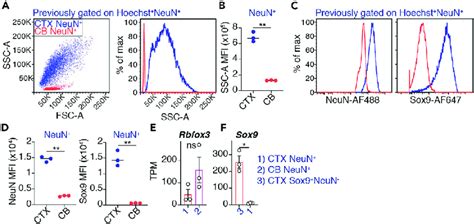 Higher Granularity Of NeuN Nuclei In The Cortex Compared To The Download Scientific Diagram