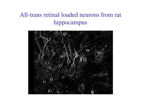 Ppt Cortical Microcircuit ~1mm 3 Structure Cell Types Connections Random Specific