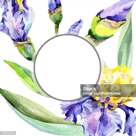 보라색 노란색 아이리스 꽃입니다 수채화 배경 그림 설정 합니다 수채화 그리기 해당입니다 프레임 테두리 광장입니다 가을에 대한 스톡 벡터 아트 및 기타 이미지 Istock