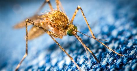 A “self Deleting” Gene Drive To End Mosquito Borne Diseases