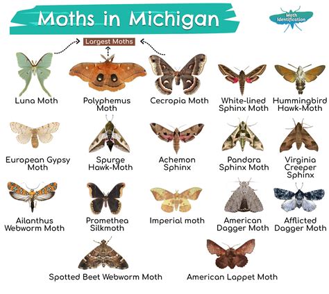Different Types Of Moth
