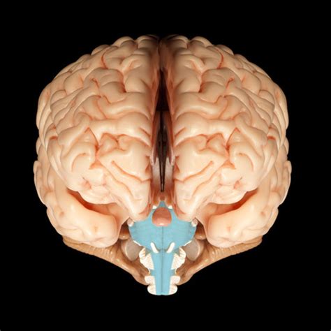 Brain Stem Flashcards Quizlet Brain Stem Flashcards Quizlet
