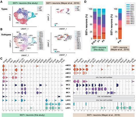 Cortical Somatostatin Long Range Projection Neurons And Interneurons Exhibit Divergent