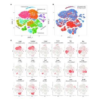 Comprehensive ScRNA Seq Analysis Of Cell Types In Syngeneic And Download Scientific Diagram