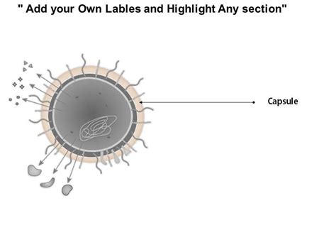 Strep Throat Bacteria Diagram
