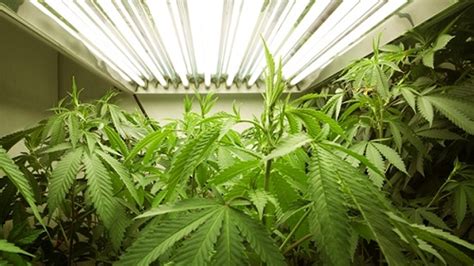 Instalan Consejo Técnico Sobre Legalización De Mariguana José Cárdenas