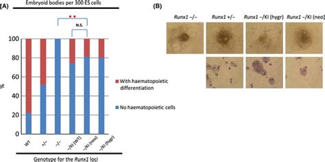Ktamk Mutant Runx1 Retains Its Ability To Rescue The In Vitro