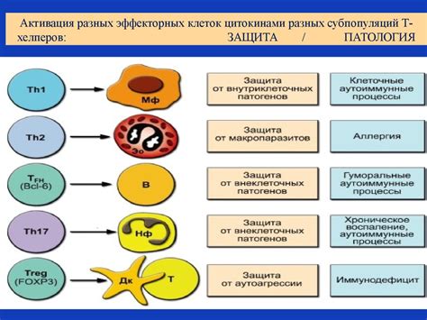Система цитокинов. Классификация. Основные свойства. Механизмы действия ...