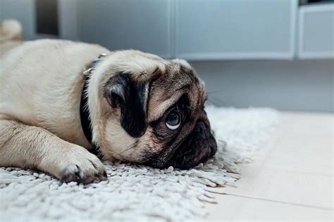 How To Help Your Dog With Separation Anxiety Riverstone Animal Hospital