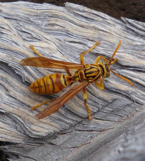 Yellow Wasp Sting