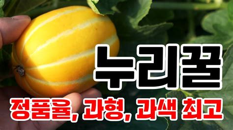 더기반 좋은시세 받는 참외는 따로 있네 Youtube