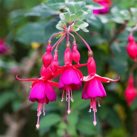 Fuschia Flower