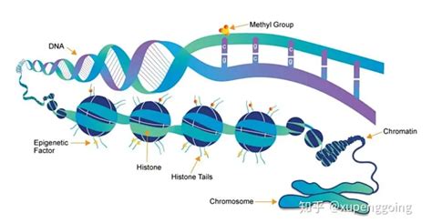 基因选择性转录表达的调控 Dna甲基化 Dna上的胞嘧啶第5位碳原子和甲基间的共价结合 基因组印记 染色体特定片段中来源于亲本的表观遗传标记 组蛋白共价修饰 组蛋白尾部区域发生形式