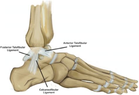 Lateral Collateral Ligament Ankle Ankle Joint An Overview