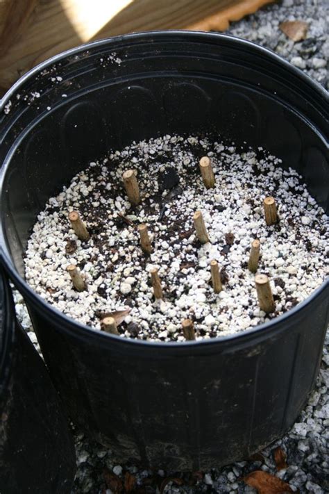 Hardwood Cuttings For Shrub And Tree Propagation Home And Garden