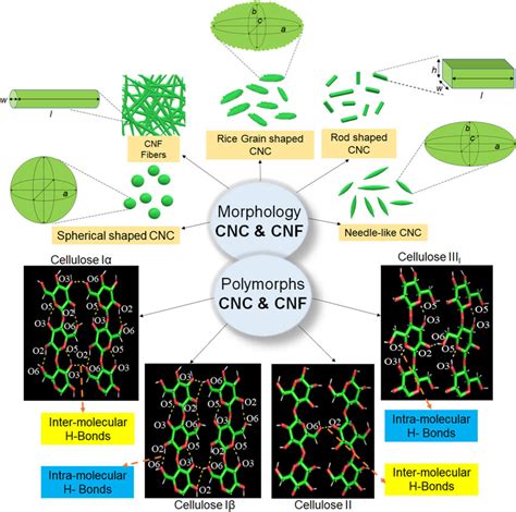 Cnc And Cnf Polymorphism Obtained With The Variation Of Treatment Download Scientific Diagram