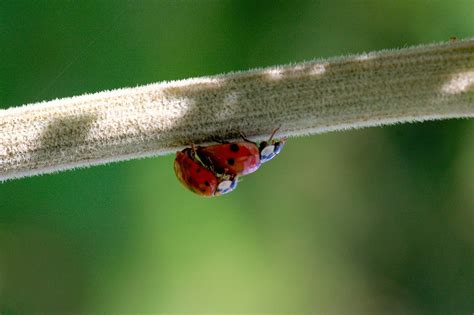 Sex Ladybug Beetle Insect Nature Free Image From Needpix Com