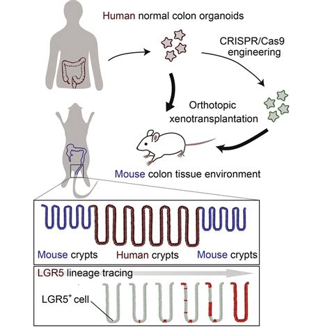 Reconstruction Of The Human Colon Epithelium In Vivo Cell Stem Cell