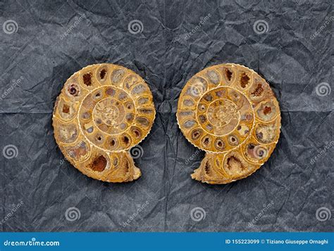 Fossil Shell Spiral Form Stock Image Image Of Lines 155223099