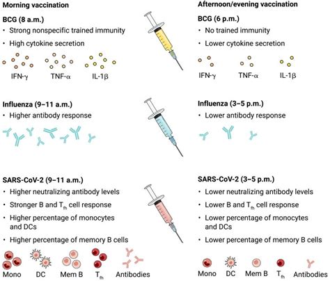 The Circadian Immune System A Review On Marcella Sabino