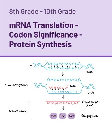 Use A Codon Table To Transcribe And Translate Dna Sequences Interactive