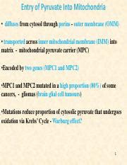 Understanding Pyruvate Transport and Its Role in Metabolism | Course Hero