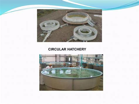 Types Of Hatchery And Their Operation PPTX