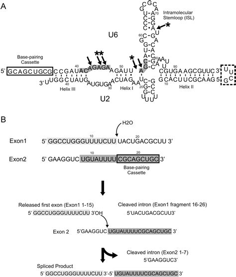 Metal Binding And Substrate Positioning By Evolutionarily Invariant U6