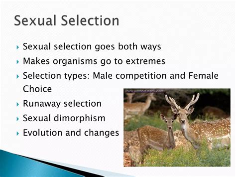 Sexual Selection Pptx Genetics Science