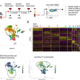 Single Cell Sequencing Results From CD8 T Cells In PBMCs A Schematic Download Scientific