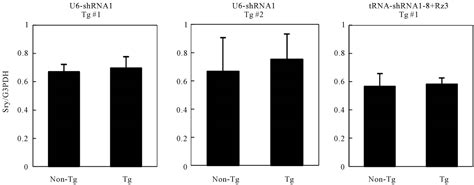 Pronuclear Microinjection Is Not Suitable For RNA Polymerase III Promoter Driven Constitutive