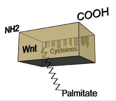 Schematic Representation Of The Wnt Protein Showing The Approximate