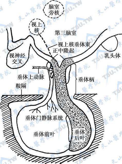 正常垂体解剖图 千图网