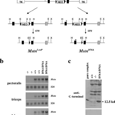 Generation Of Mice Carrying A Mstn Point Mutation Rendering The Download Scientific Diagram