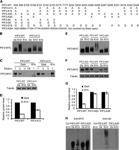 Multisite Light Induced Phosphorylation Of The Transcription Factor Pif3 Is Necessary For Both