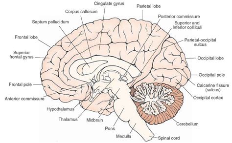 Corpus Callosum Function Definition Location And Faqs