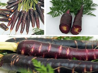 Черная морковь: что это, описание, сорта, польза и вред